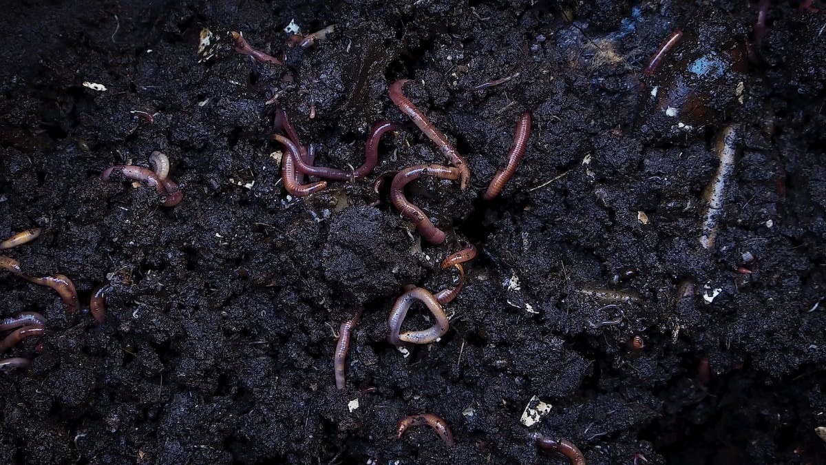 Les différents types de vers utilisés dans un lombricomposteur et leurs ...